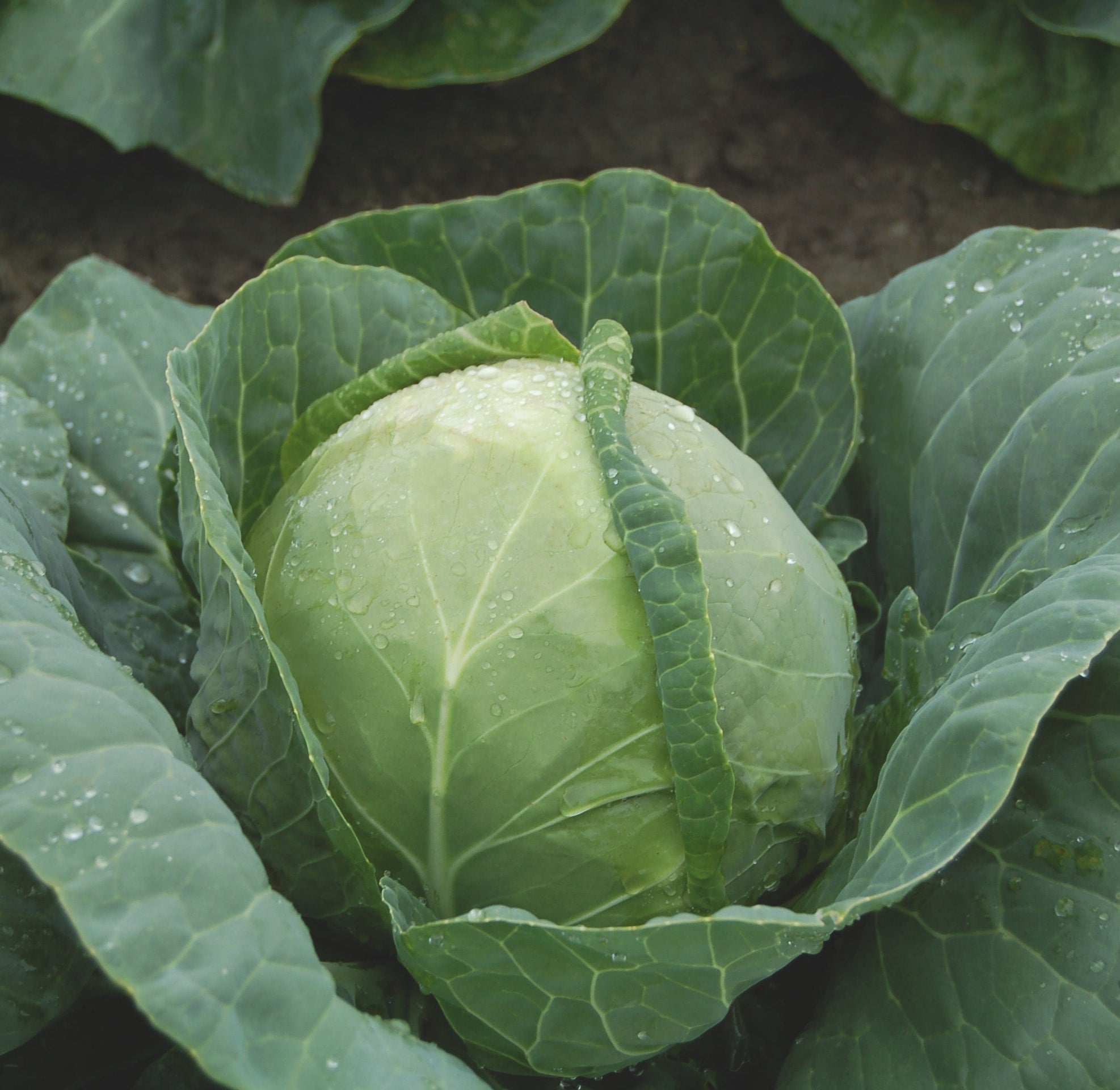 Cabbage | Forget Me Not Nursery | Indian, Alaska
