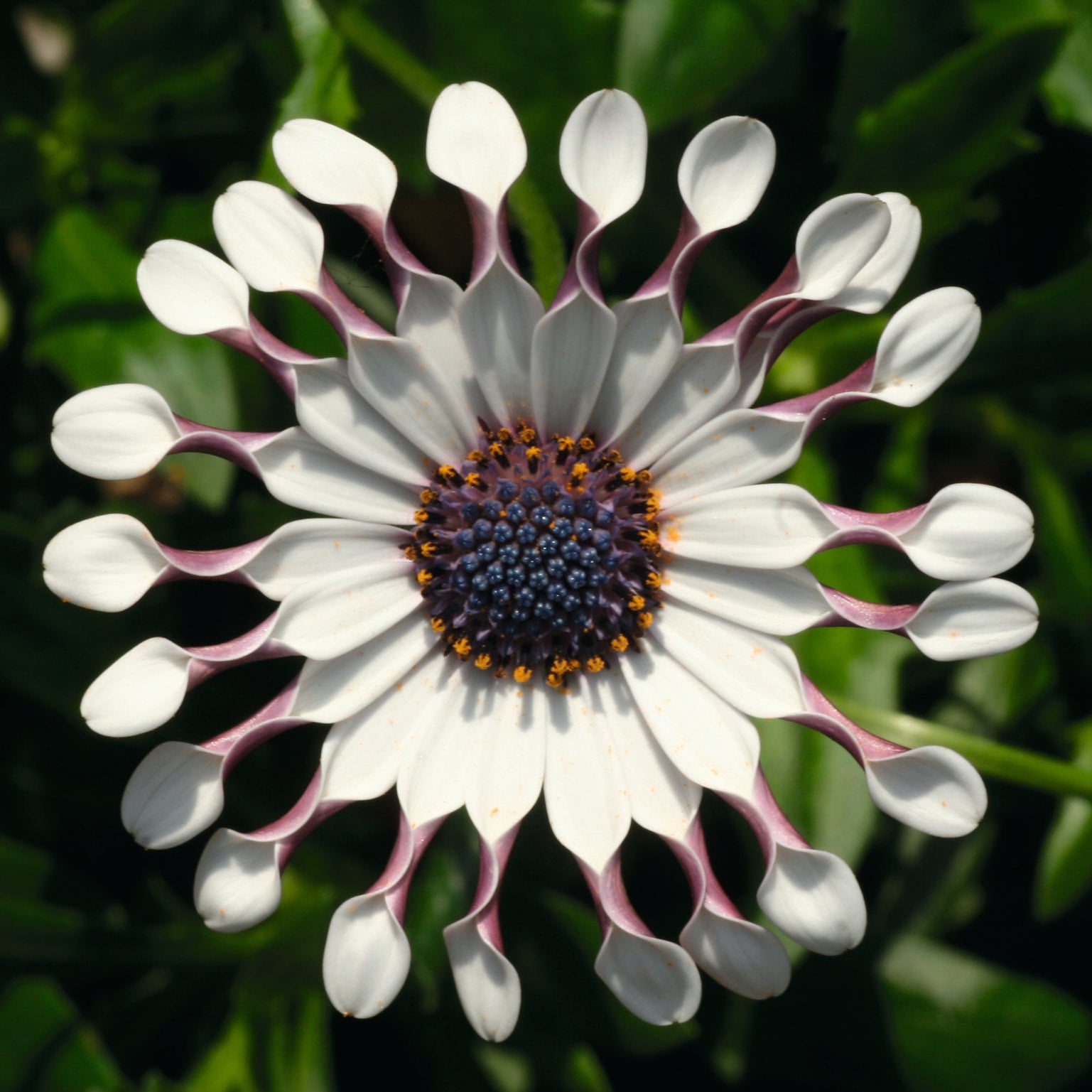 Osteospermum Flower Power 'Spider White' (African Daisy) | Forget Me ...