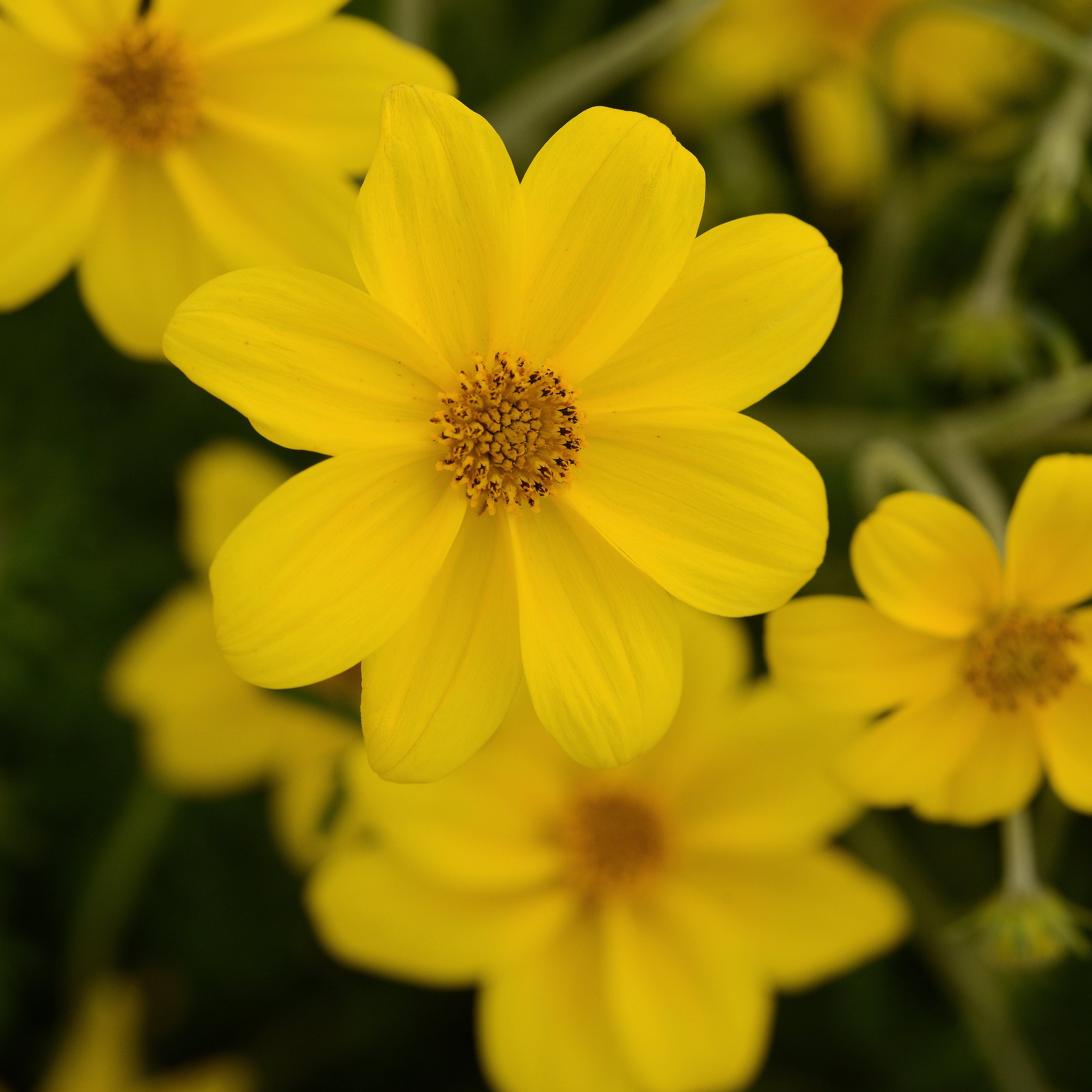 Bidens Namid Special Yellow (trailing) | Forget Me Not Nursery | Indian ...