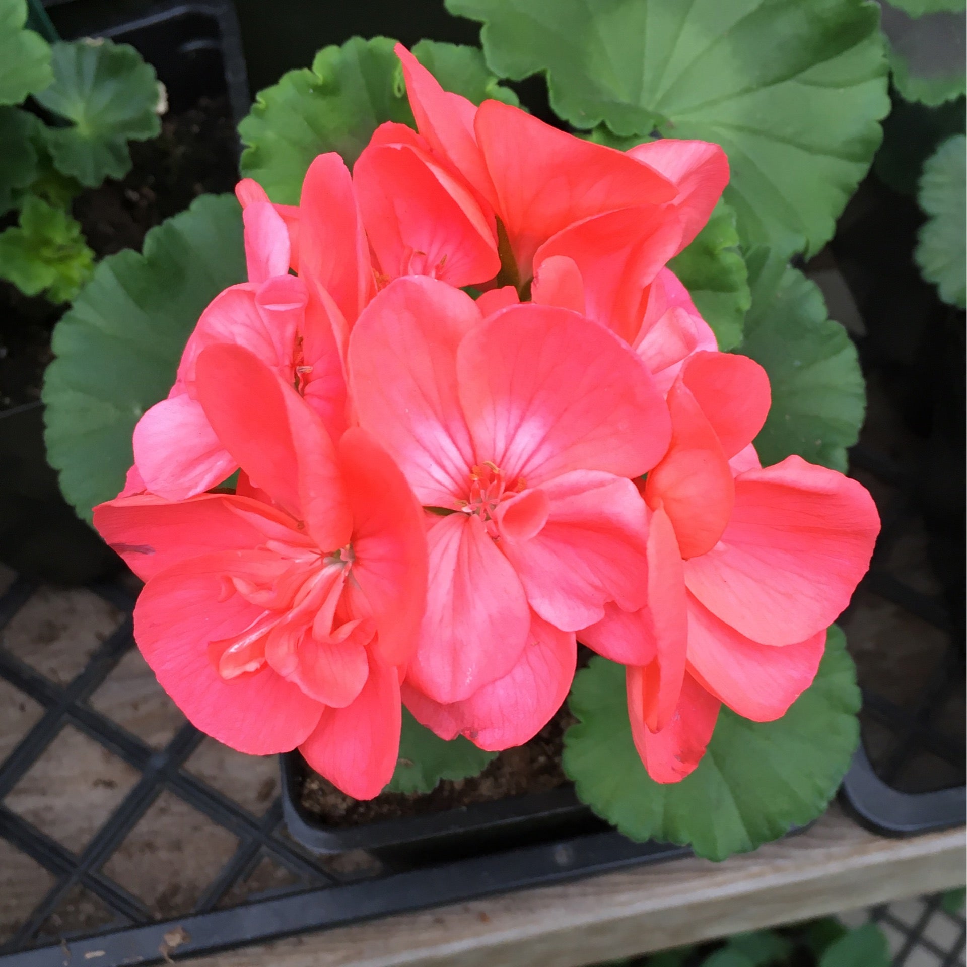 geraniums coral