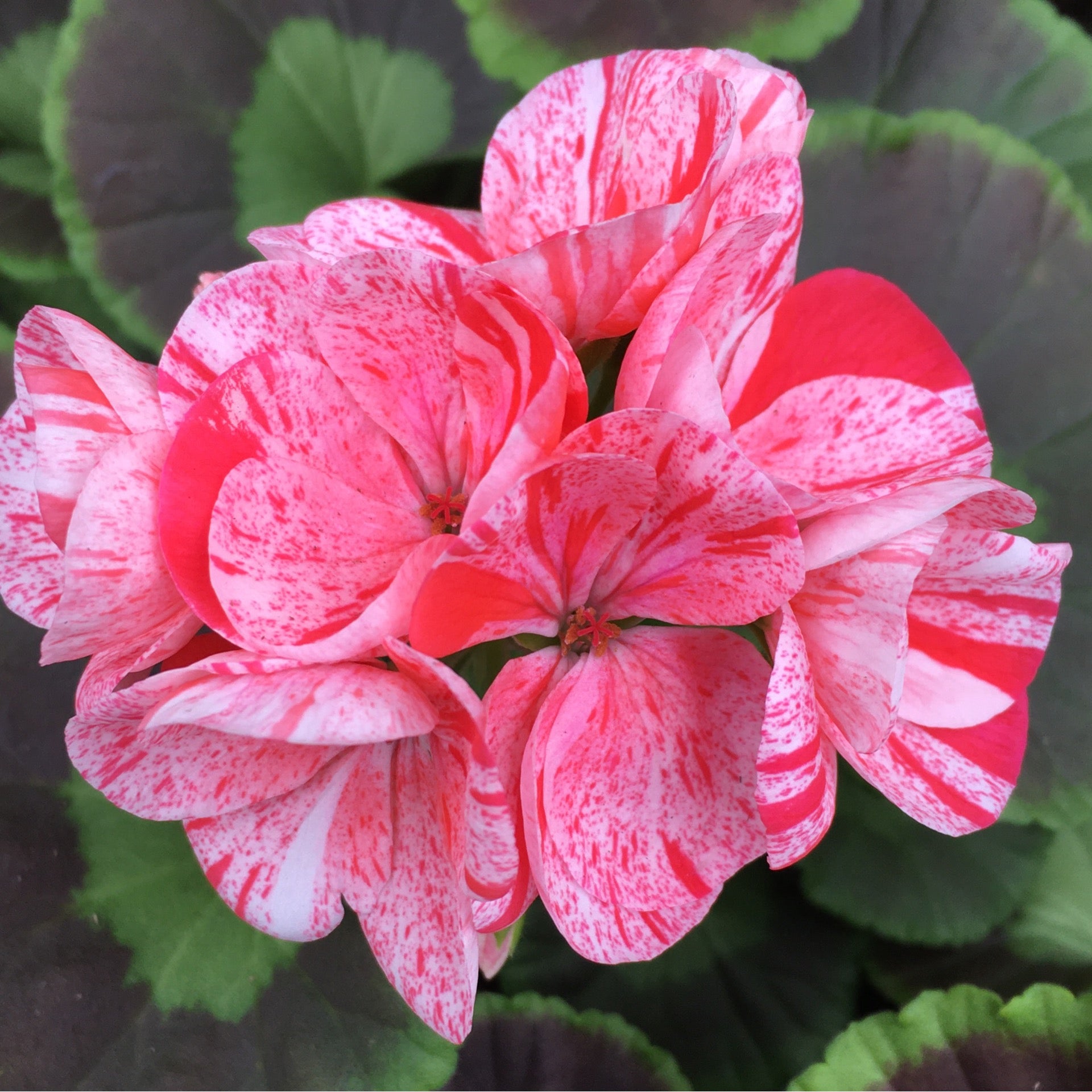 pelargonium zonal