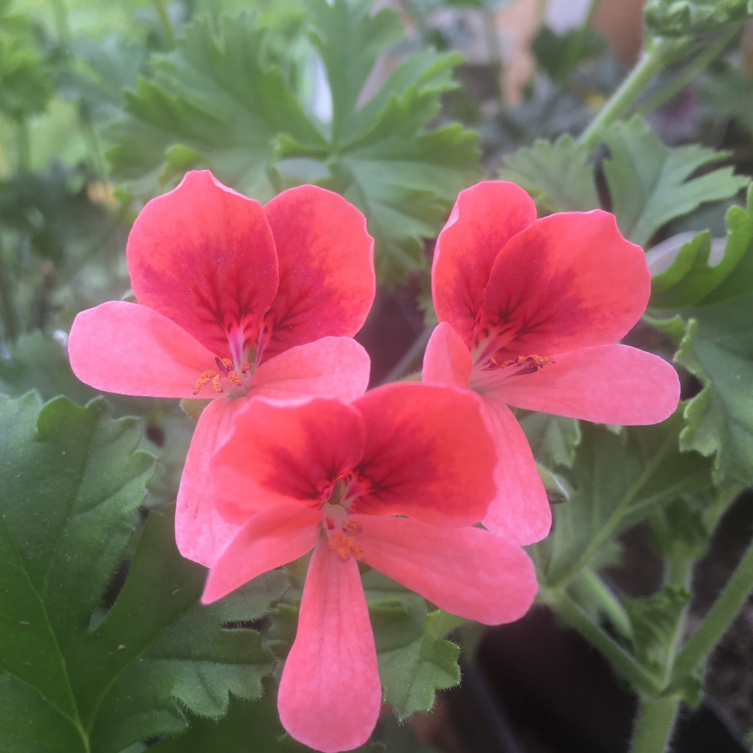 Geranium, Scented 'Angel Eyes' | Forget Me Not Nursery | Indian, Alaska