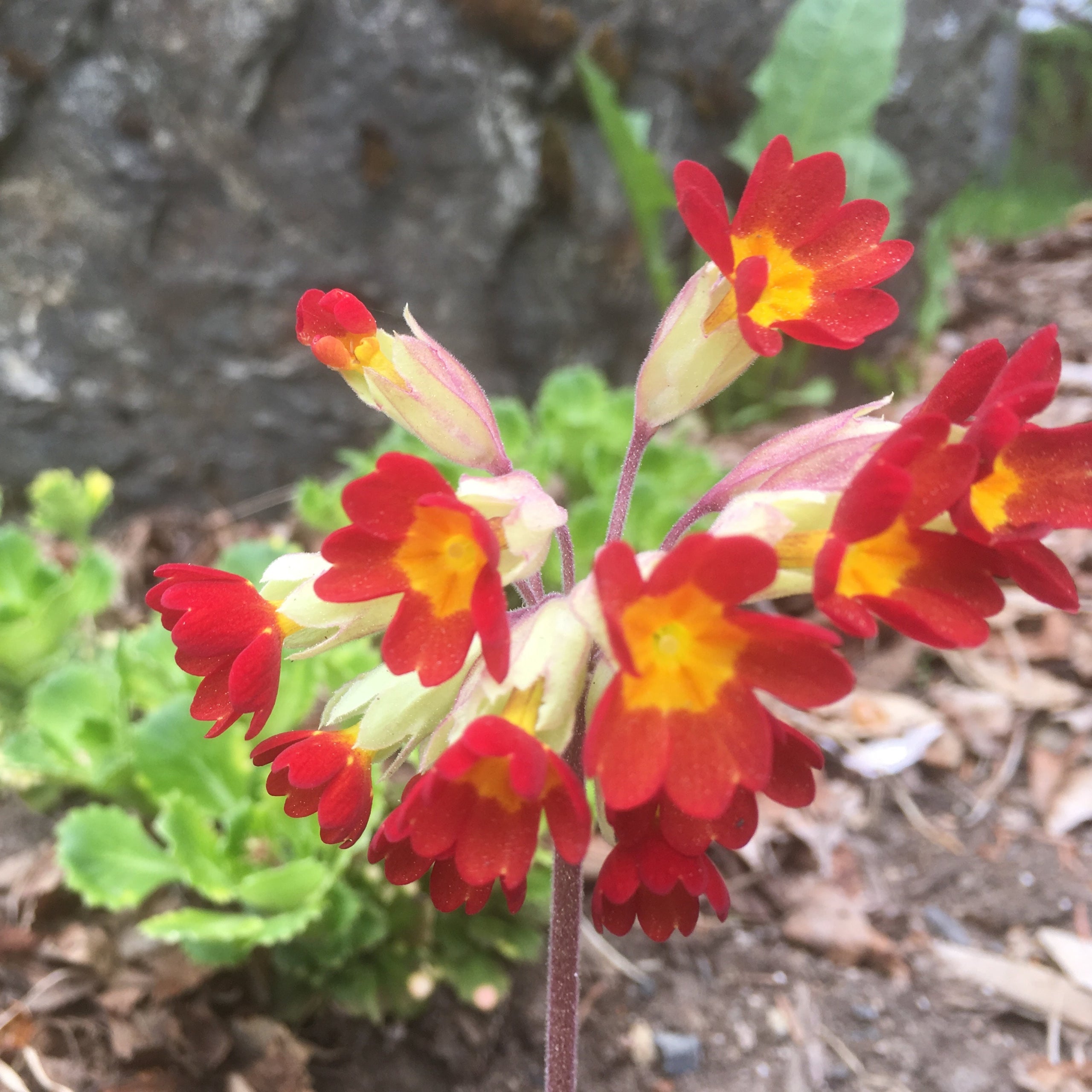 Primula veris 'Sunset Shades' z. 4 | Forget Me Not Nursery | Indian, Alaska