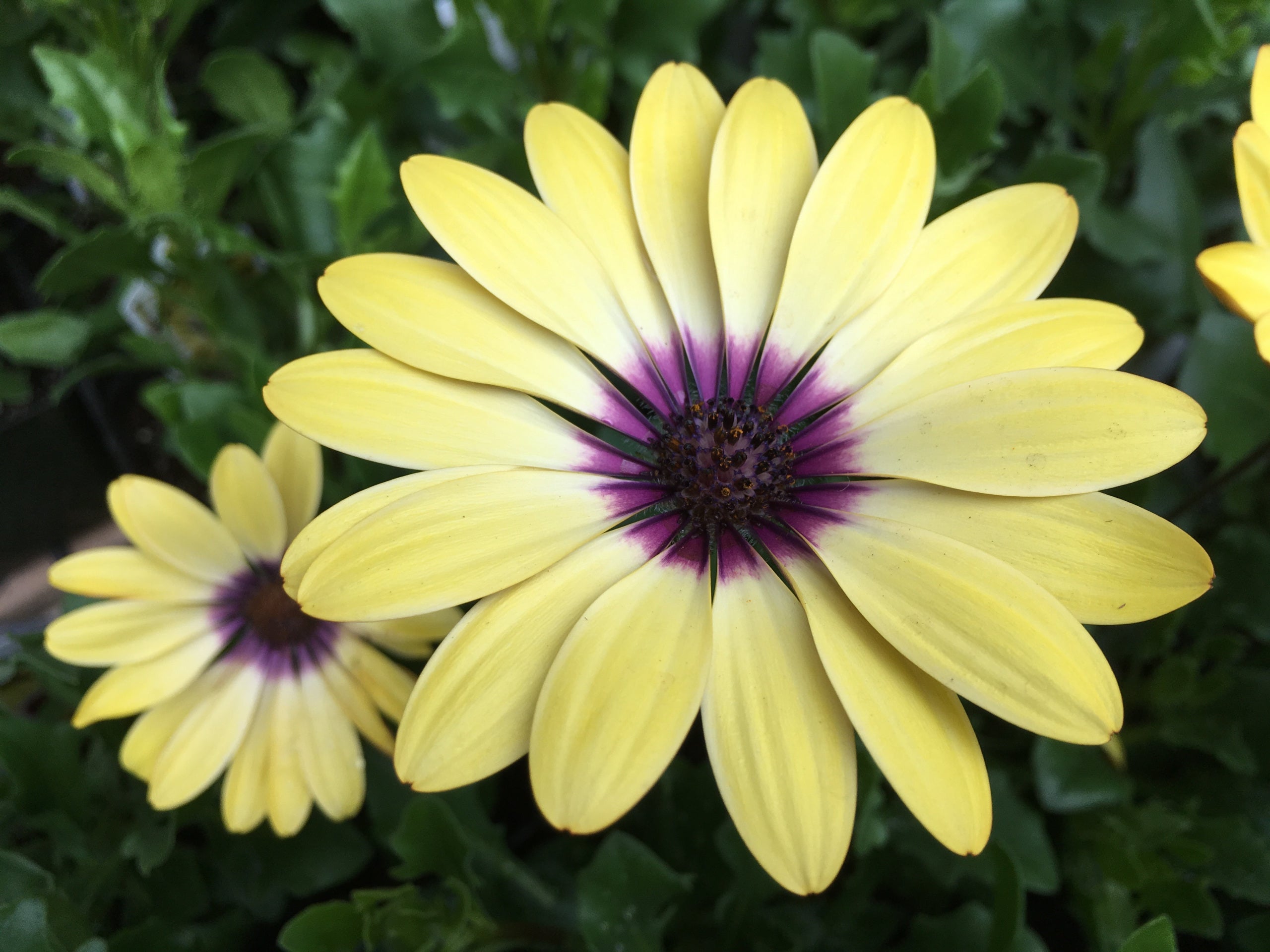 Osteospermum 'Blue-Eyed Beauty' (African Daisy) | Forget Me Not Nursery ...